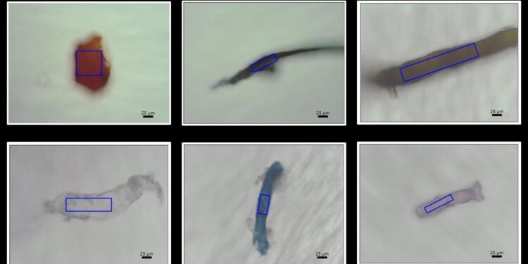 New detection technique detects microplastics in coral skeletons ...
